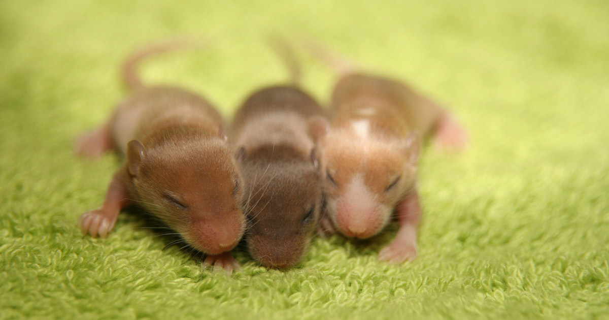 Midwifery Today Preventing Shoulder Dystocia The heart and science of birth